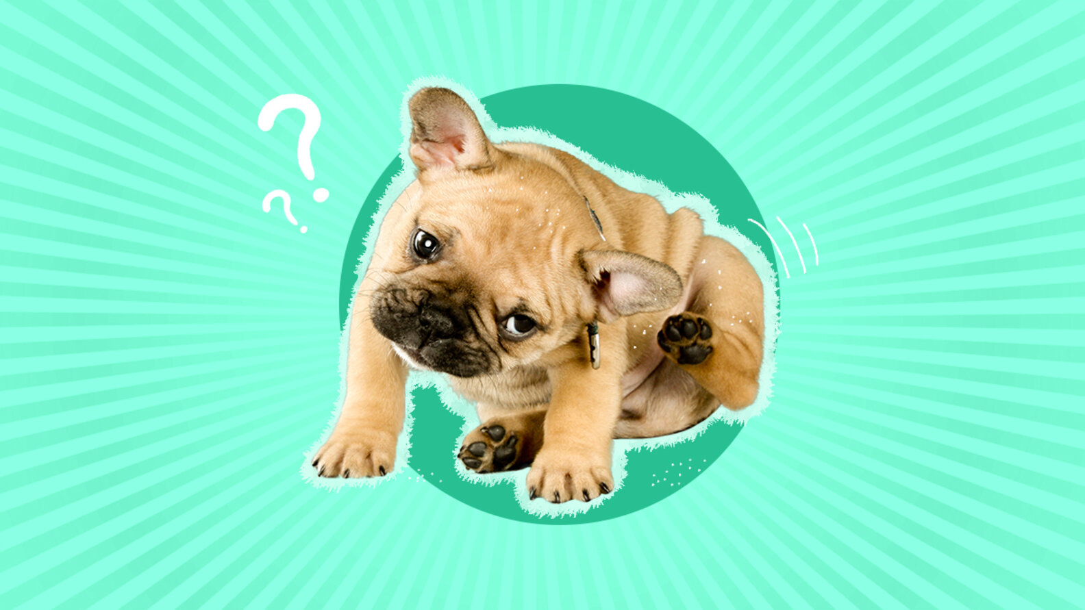 Dry Skin On Dogs: Causes, Remedies And Treatments - DodoWell - The Dodo