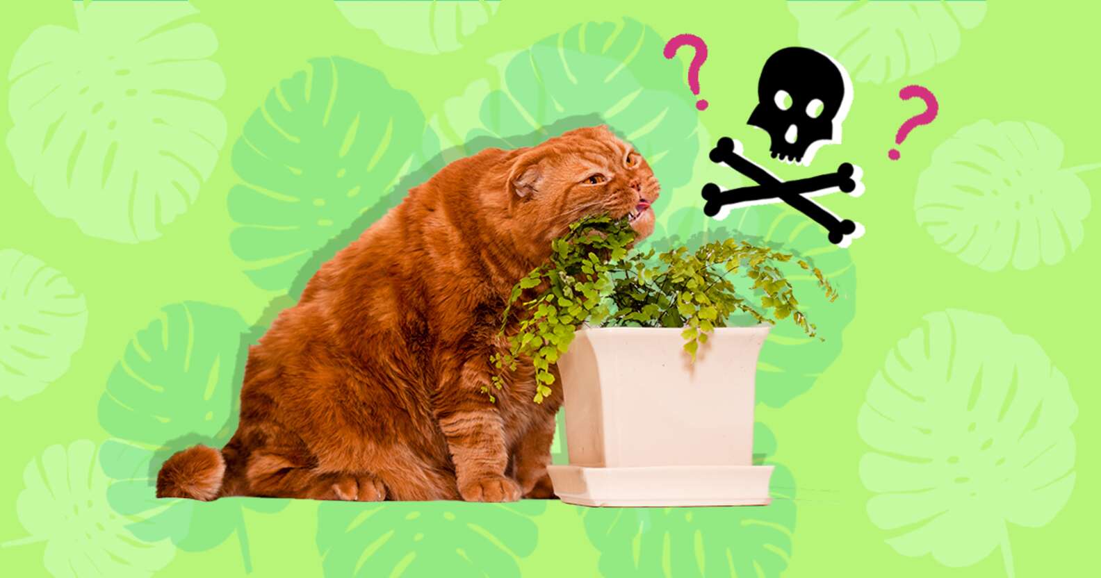 10 Common Plants Poisonous To Cats Dodowell The Dodo