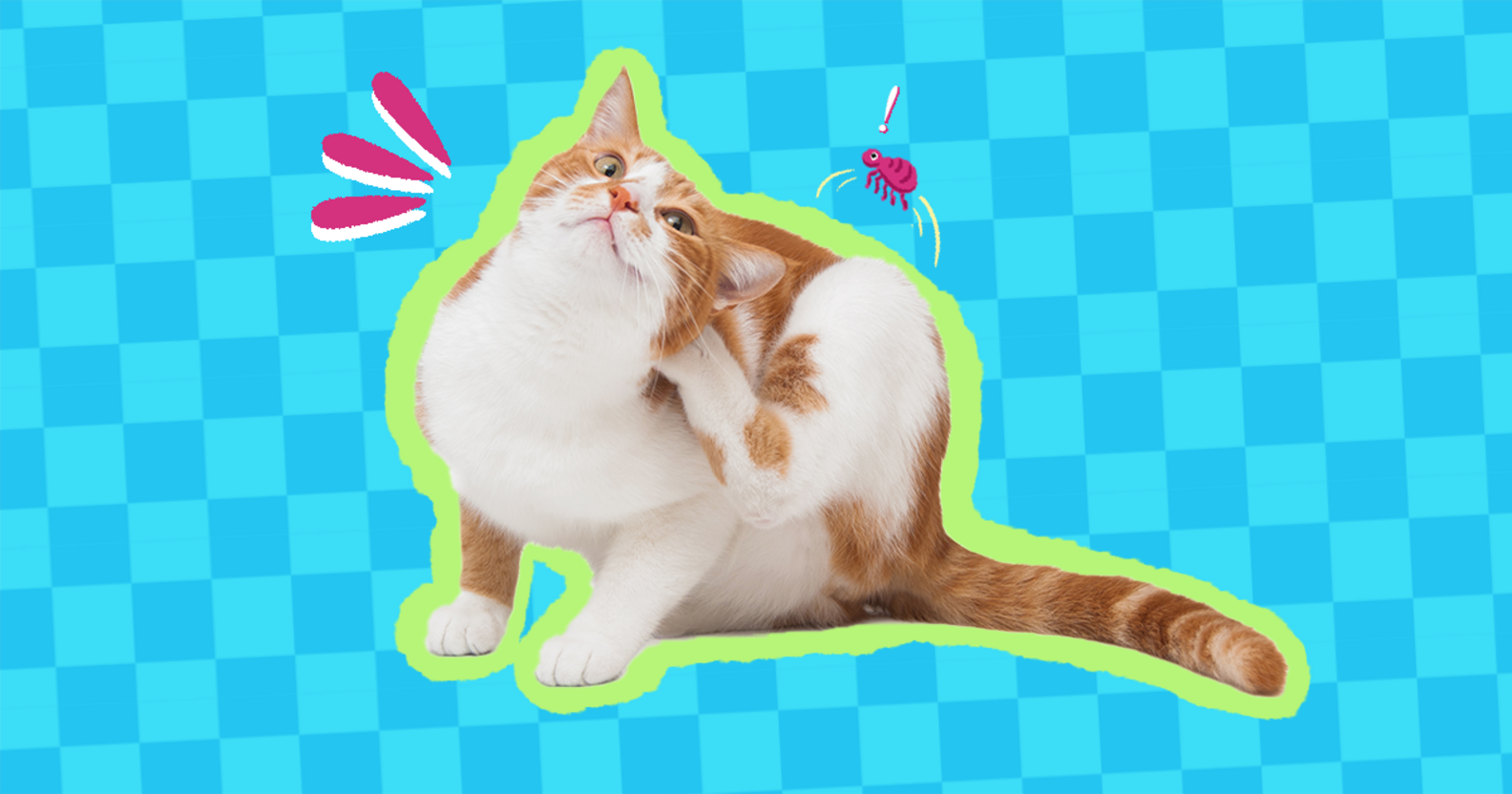 Cat Flea Allergy Dermatitis: Symptoms And Prevention - DodoWell - The Dodo