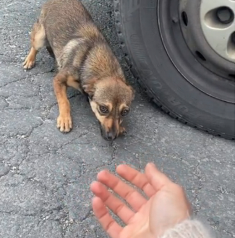 Scared Dog Abandoned On Roadside Melts In Her Rescuer's Arms - The Dodo