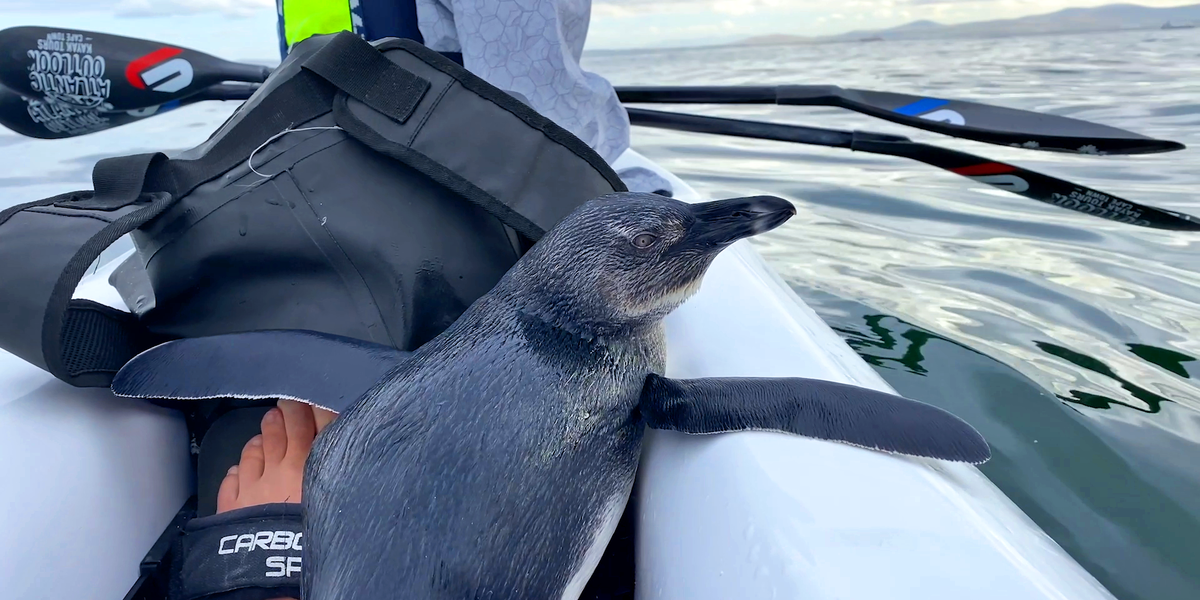 Penguin Hops On Kayak To Ask For Help - Videos - The Dodo