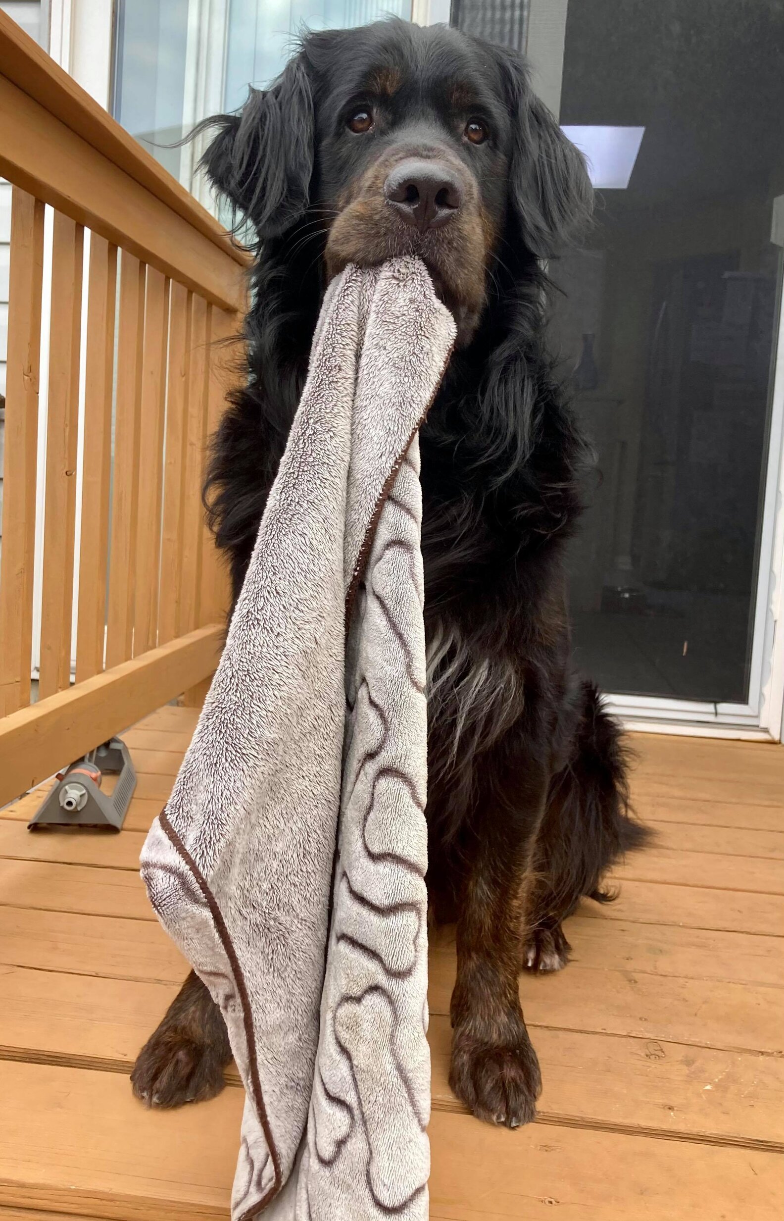 Scaredy Dog Won't Go Anywhere Without His Dollar Store Blanket - The Dodo