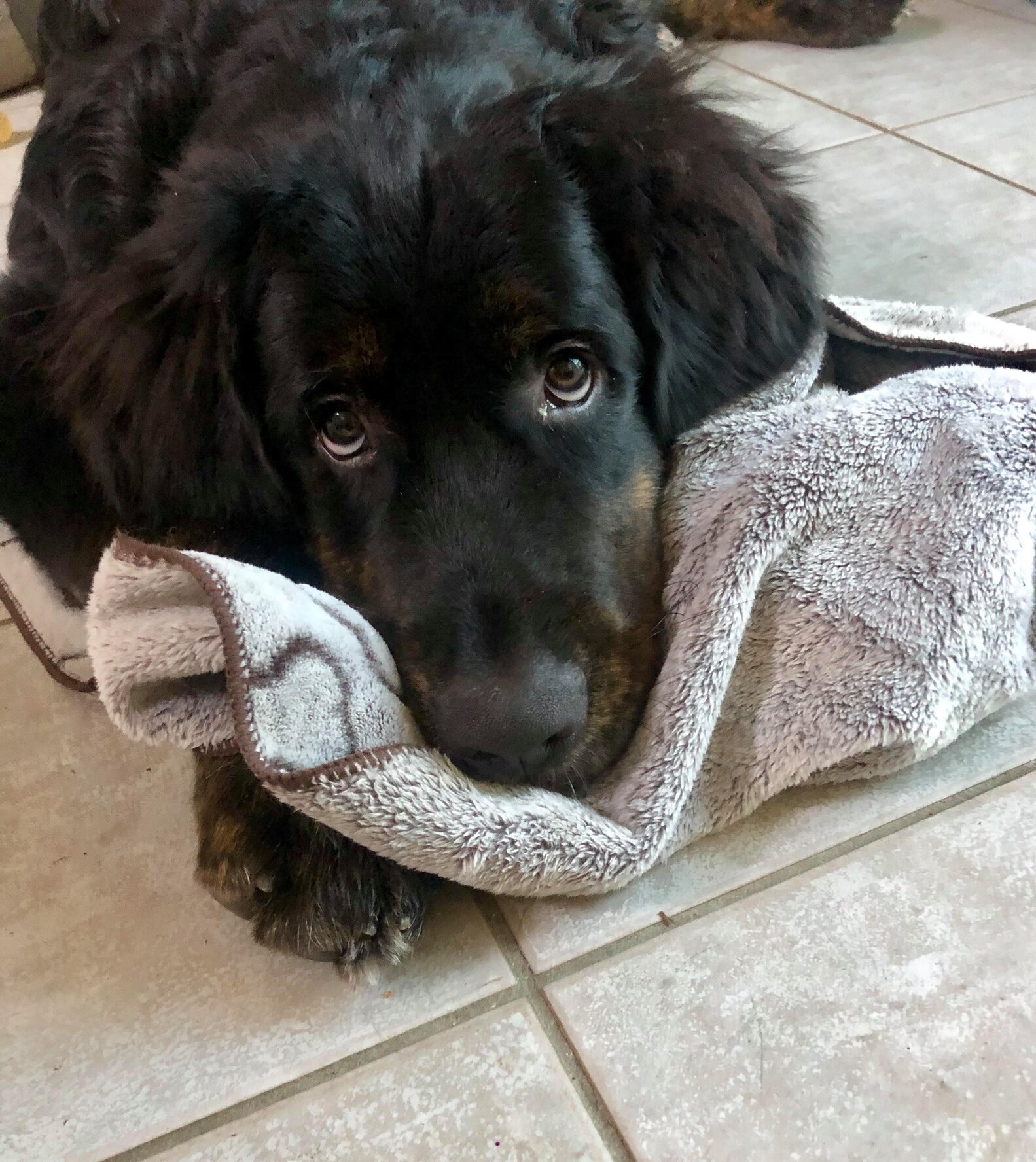 Scaredy Dog Won't Go Anywhere Without His Dollar Store Blanket - The Dodo