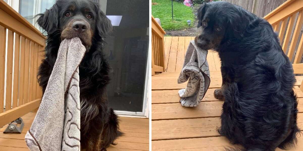 Scaredy Dog Won't Go Anywhere Without His Dollar Store Blanket - The Dodo