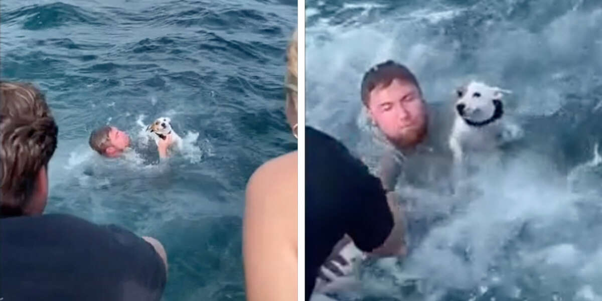 Boaters Find A Dog Stranded Alone In The Middle Of The Ocean - The Dodo