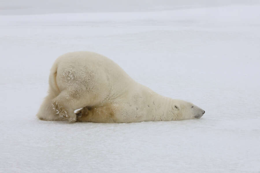 Polar Bear Week: Concerts and Live-Stream Events - Thrillist