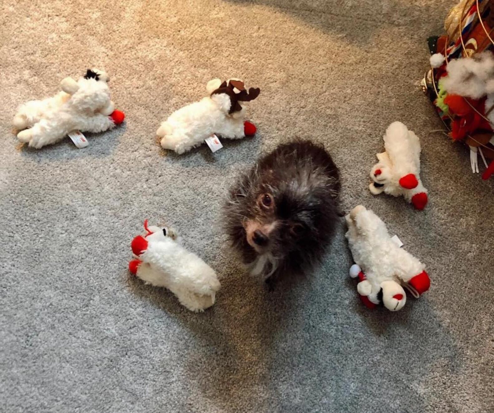 Little 'Werewolf' Dog Has A Smile That's Perfect For Halloween - The Dodo