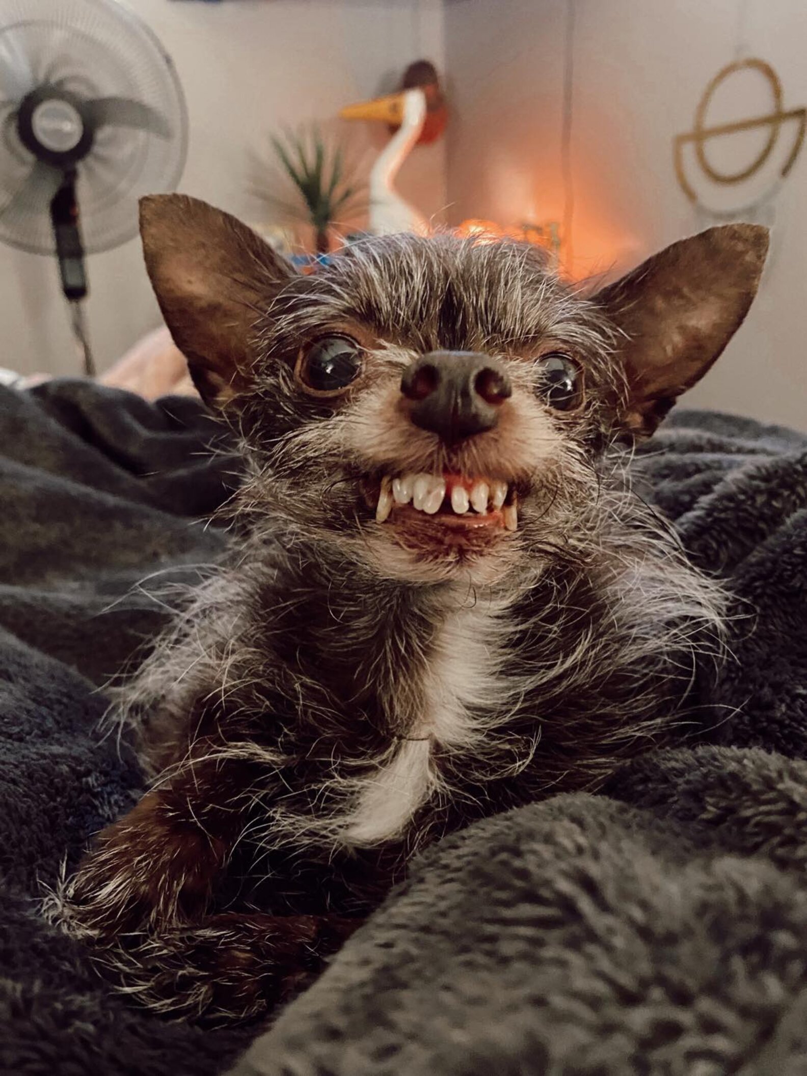 Little 'Werewolf' Dog Has A Smile That's Perfect For Halloween - The Dodo
