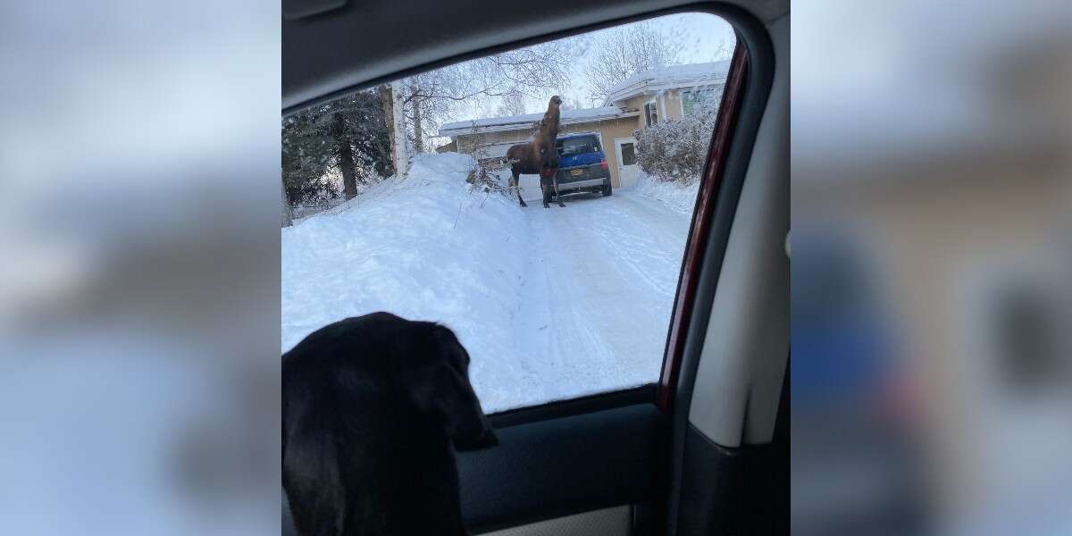 Dog Is Stumped When She Sees Strange Animal In Driveway - The Dodo