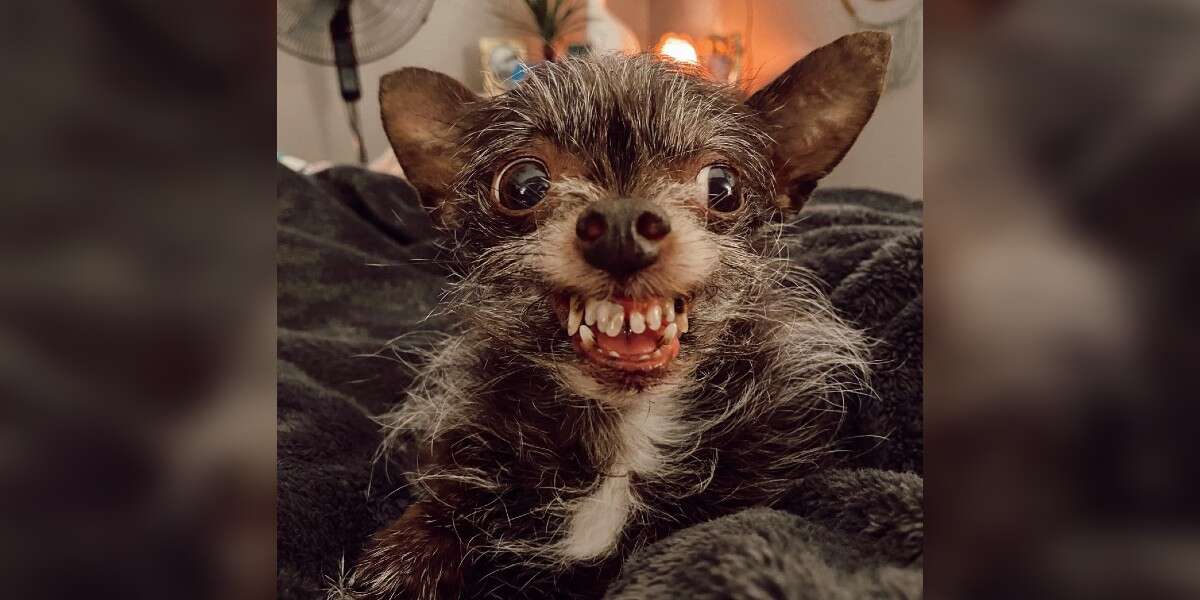 Little 'Werewolf' Dog Has A Smile That's Perfect For Halloween - The Dodo