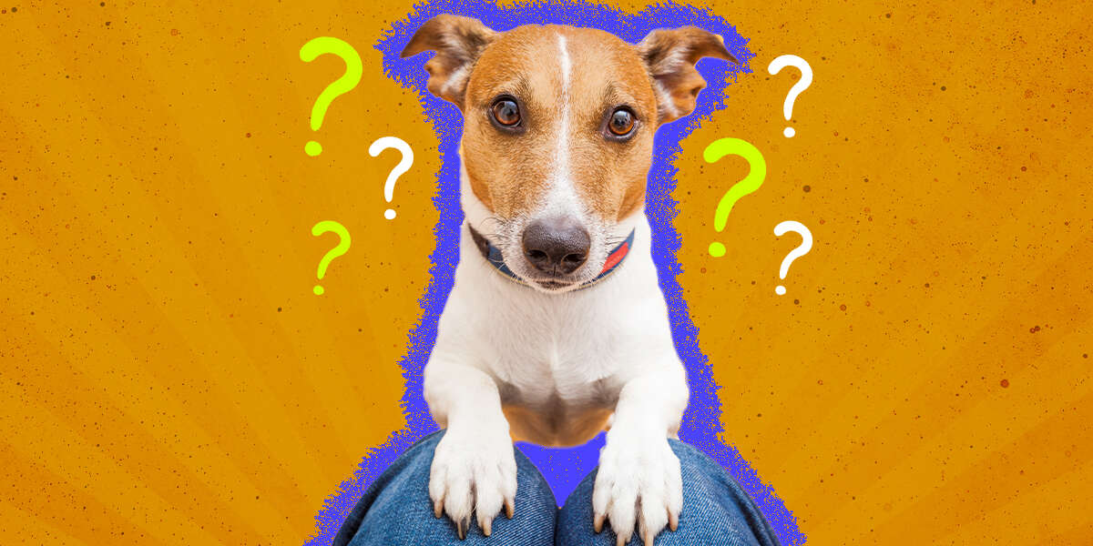 How To Stop A Dog From Begging - DodoWell - The Dodo