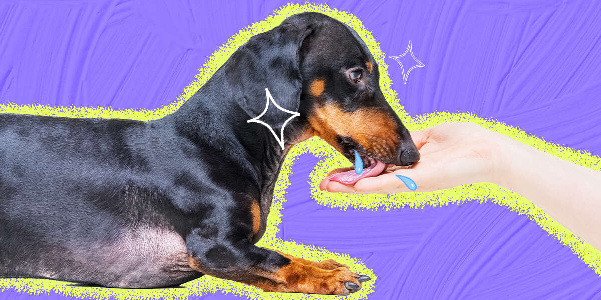 Why Do Dogs Lick You? - DodoWell - The Dodo