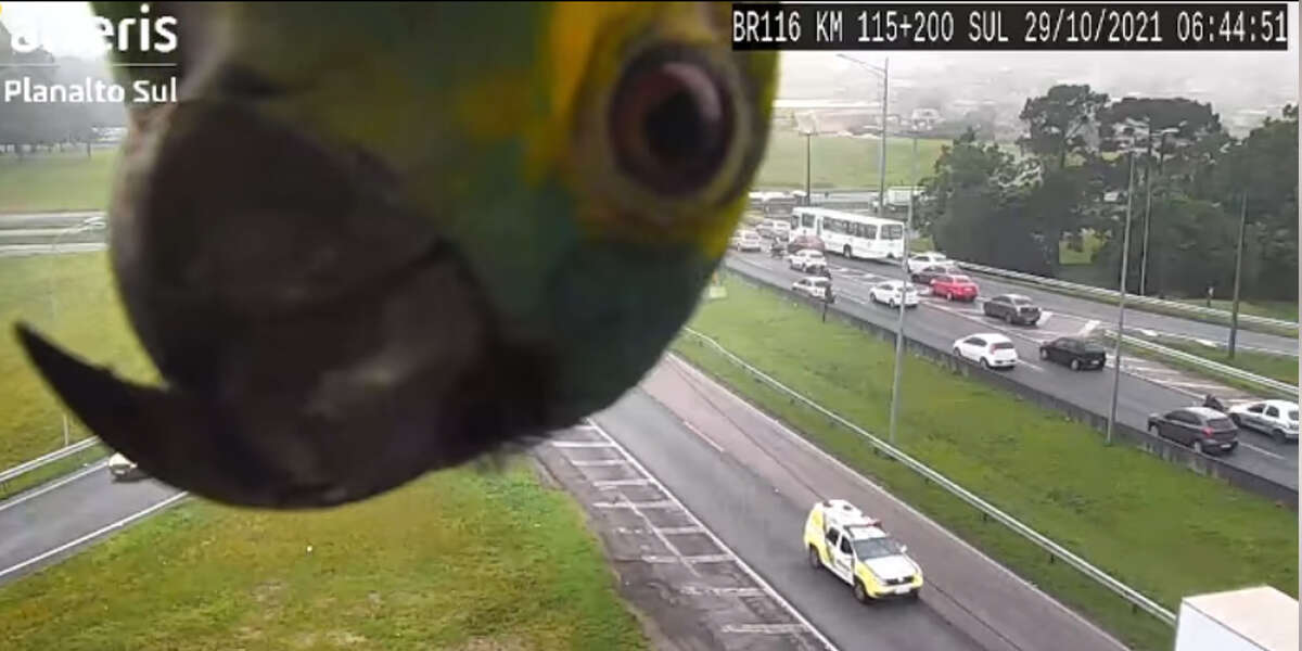 Parrot Makes Surprise Appearance On Highway Traffic Cam - The Dodo