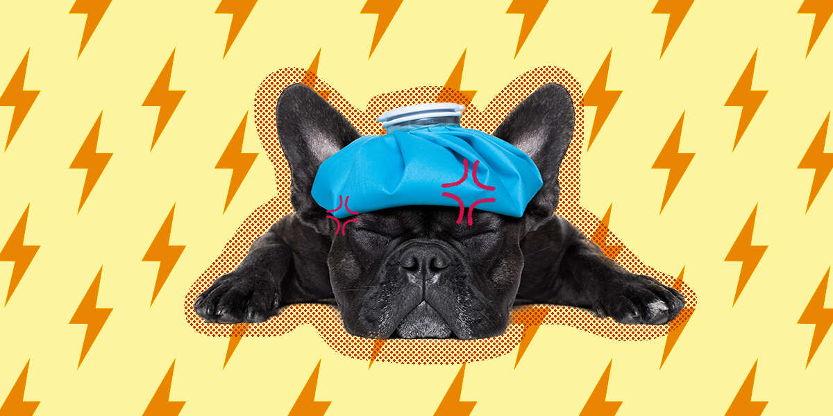 Do Dogs Get Headaches? - DodoWell - The Dodo