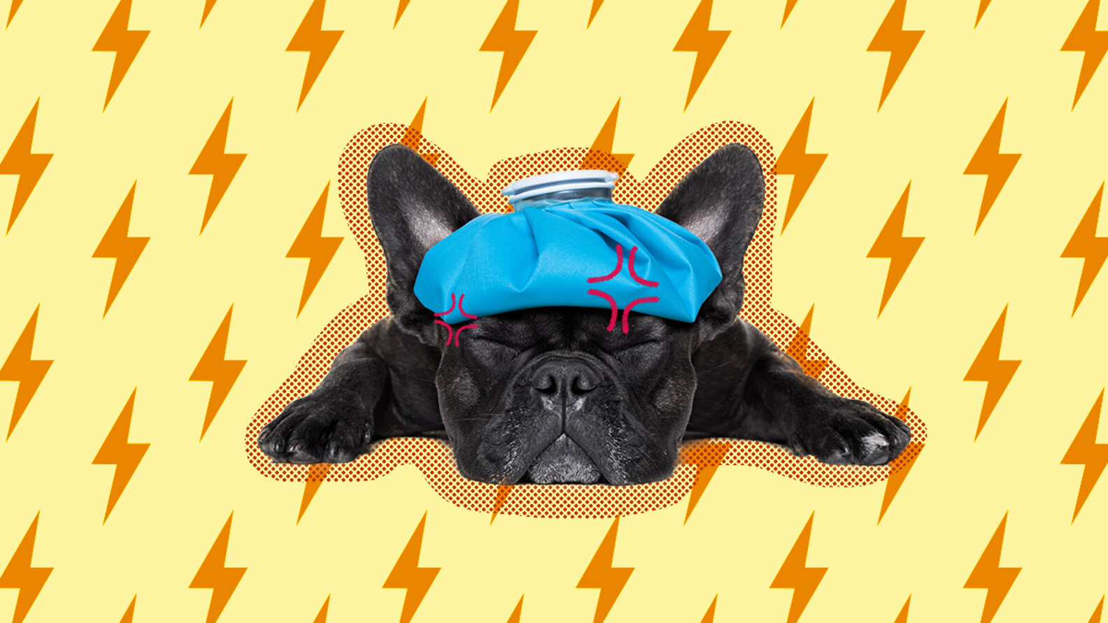 Do Dogs Get Headaches? - DodoWell - The Dodo