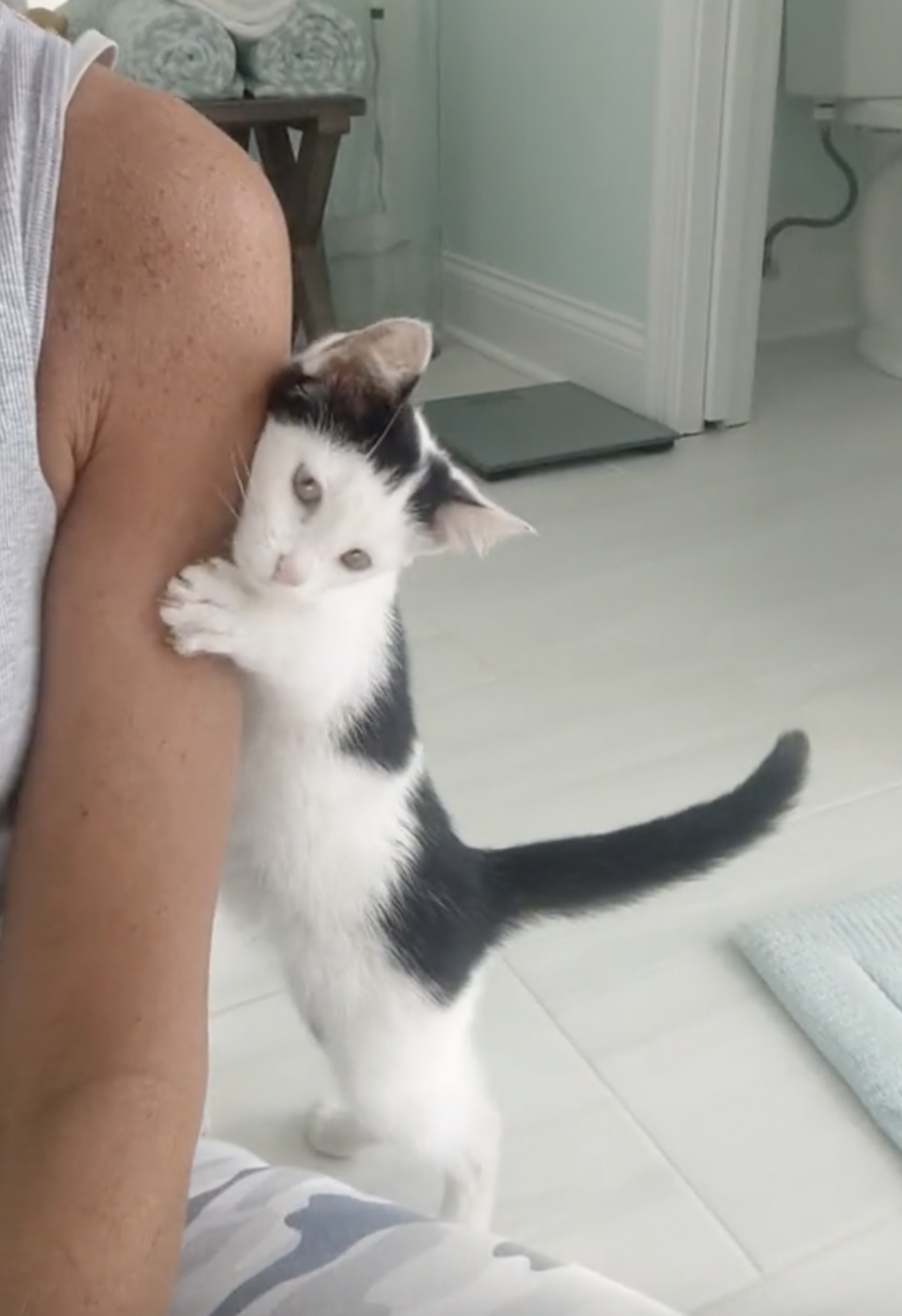 Woman Finds A Kitten In Walmart And Decides To Give Him A Better Life ...