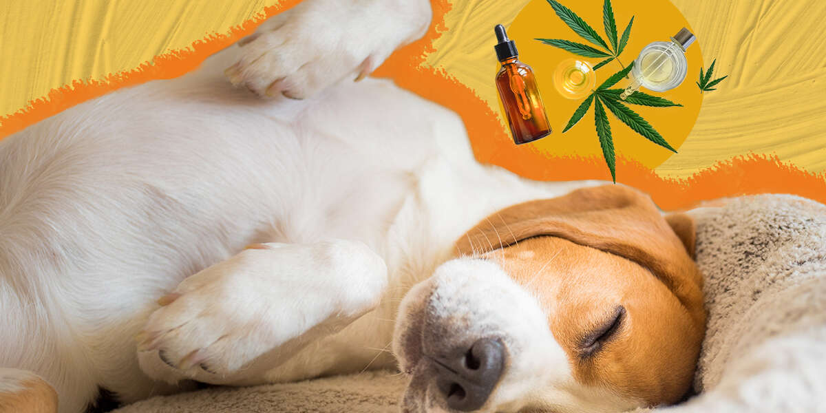 Best CBD Oil For Dogs: Top Picks And Safety Tips From A Vet - DodoWell ...