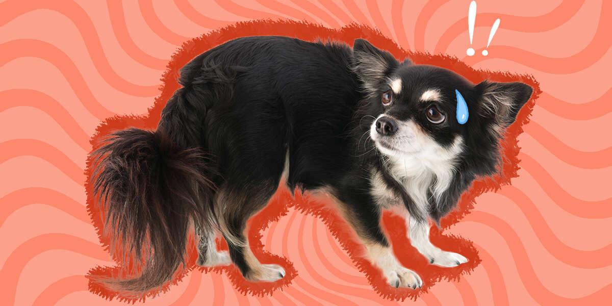 Dog Anxiety: Vets Explain Common Symptoms, CausesAnd How To Help Your ...