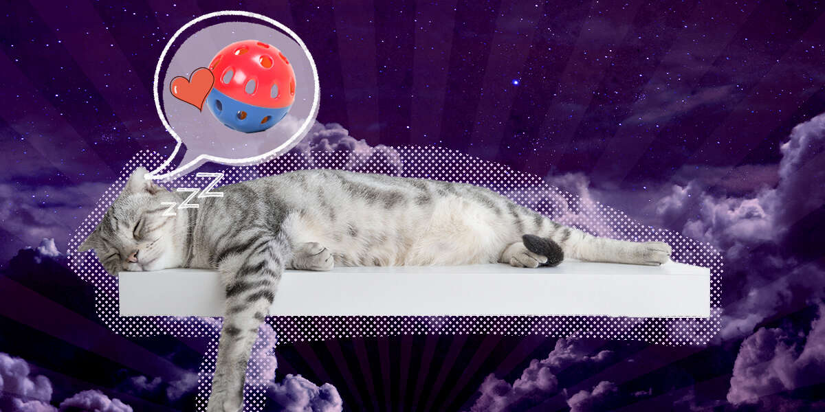 Do Cats Dream When They Sleep? What Science Tells Us - DodoWell - The Dodo