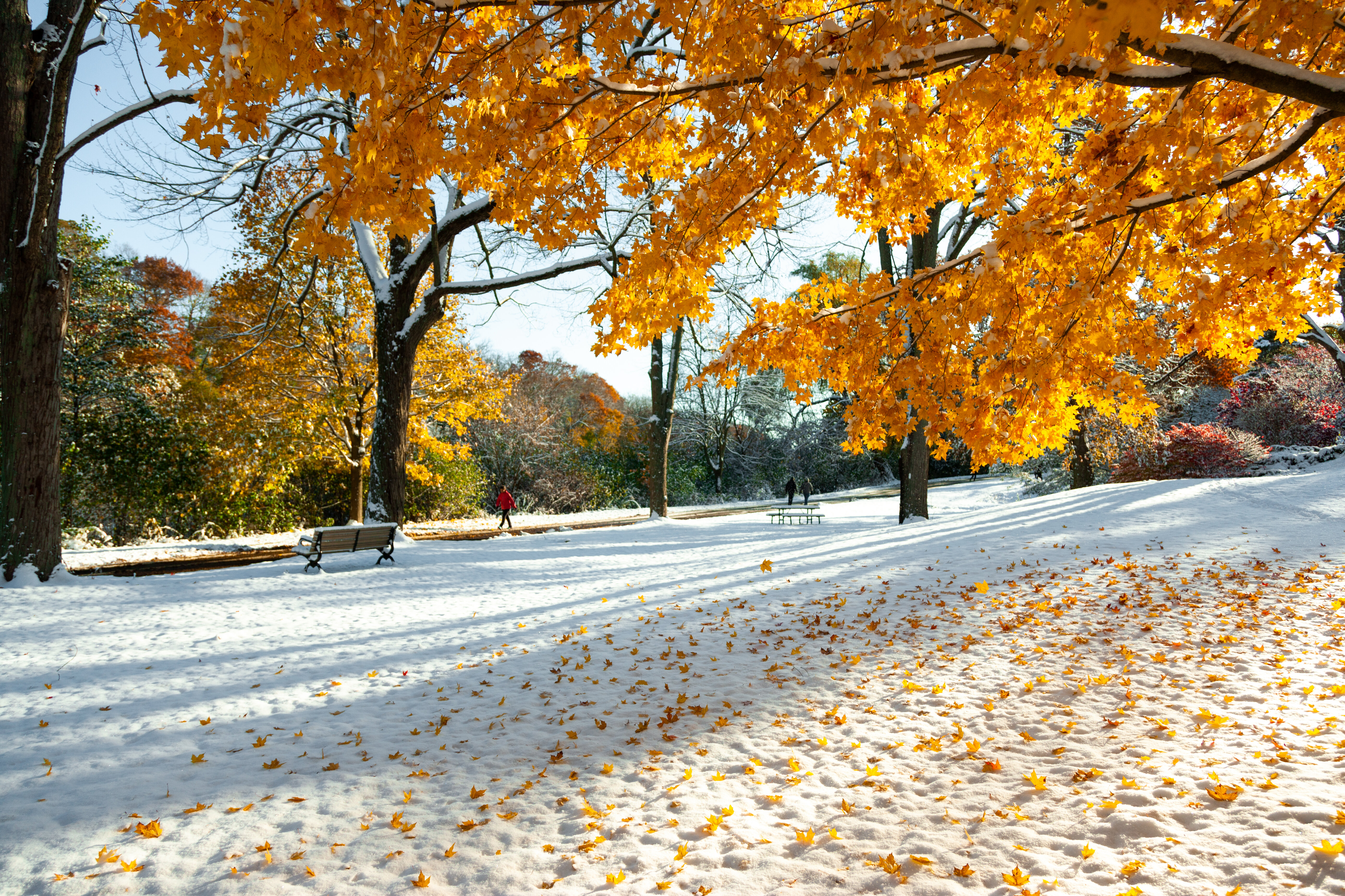 Snow Falling Pictures