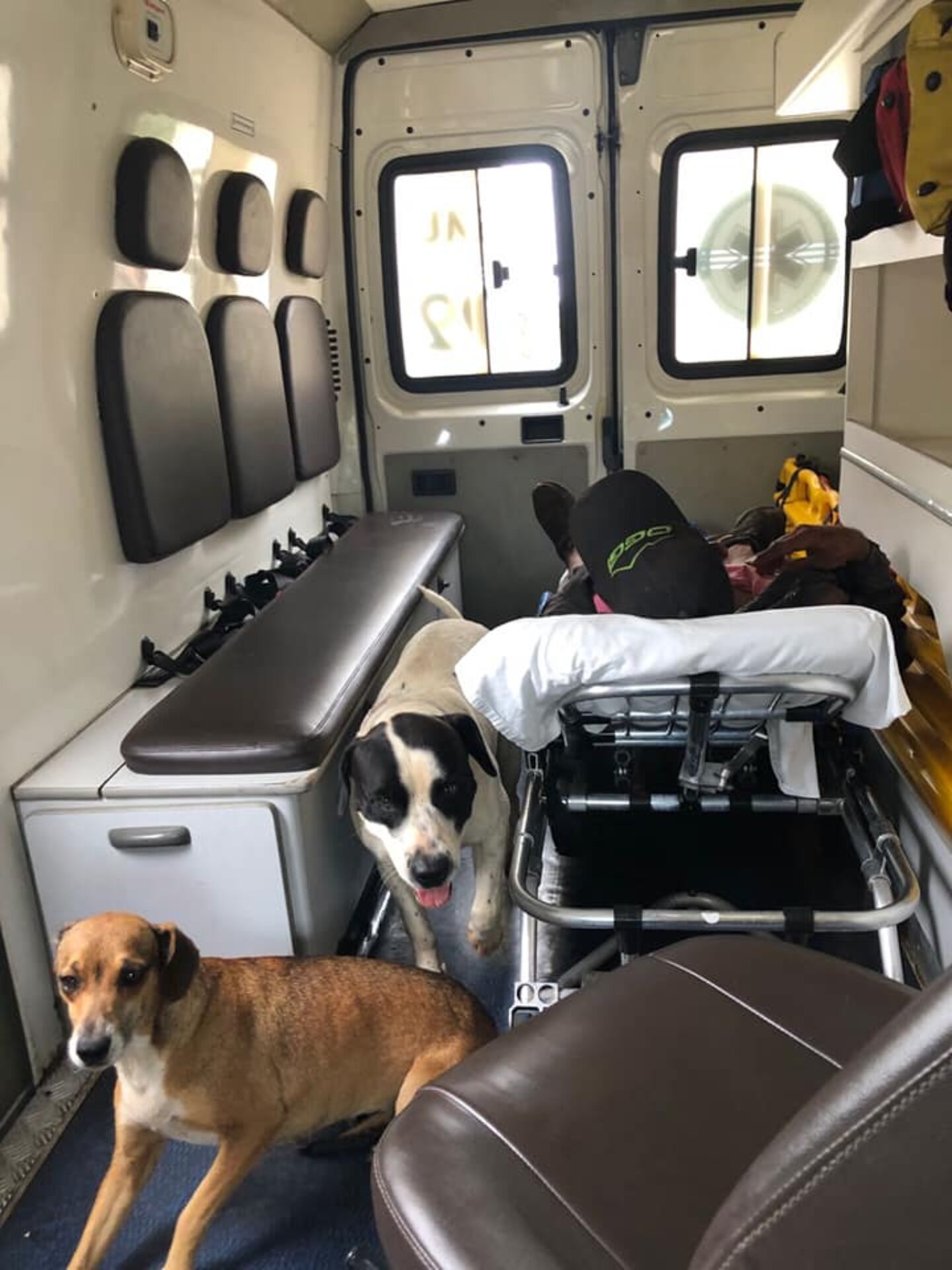 Dogs Insist On Riding In Ambulance Carrying Their Owner To Hospital ...