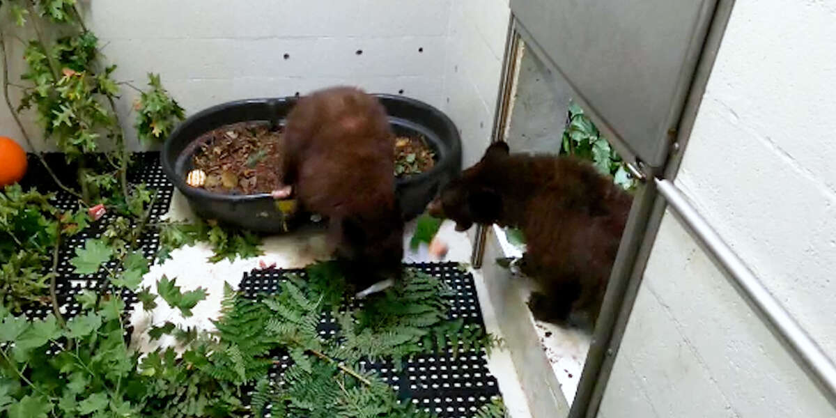 Bear Cub Brothers Separated For Months Can't Stop Hugging Each Other ...