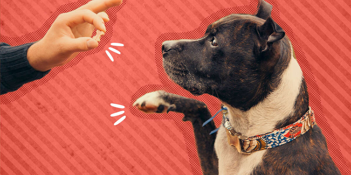 Dog Training: Everything You Need To Know - DodoWell - The Dodo