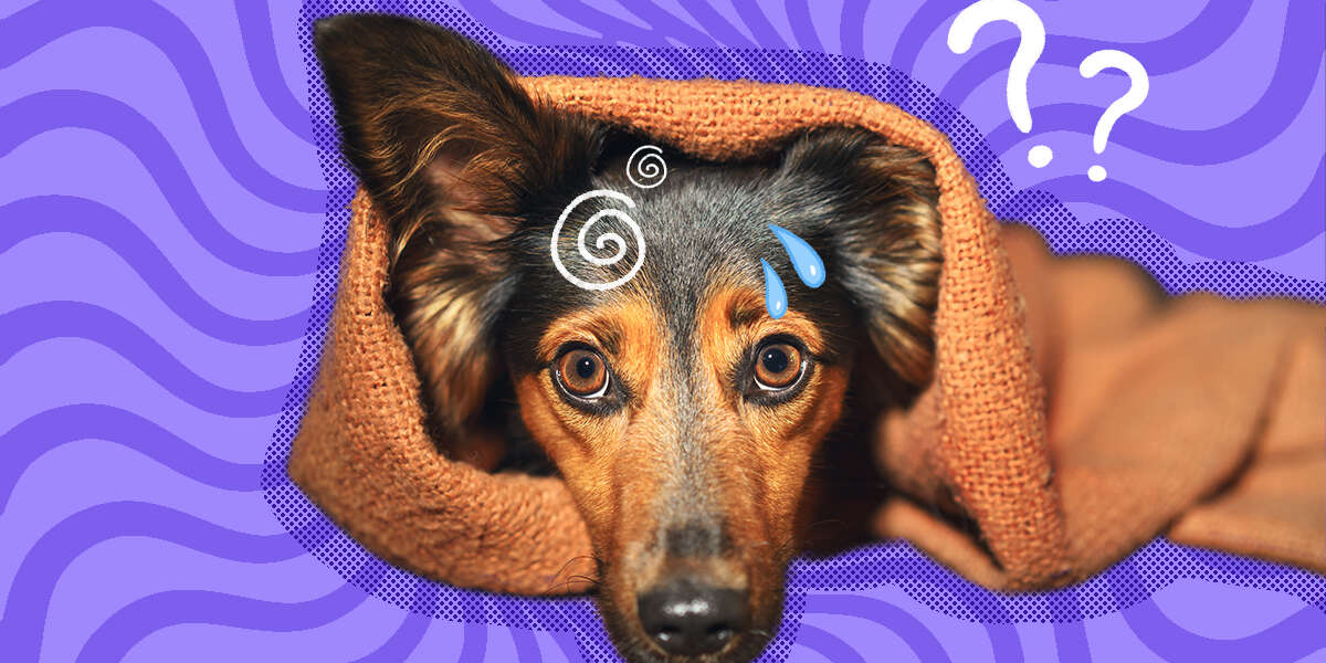 Everything You Need To Know About Mental Illness In Dogs - DodoWell ...