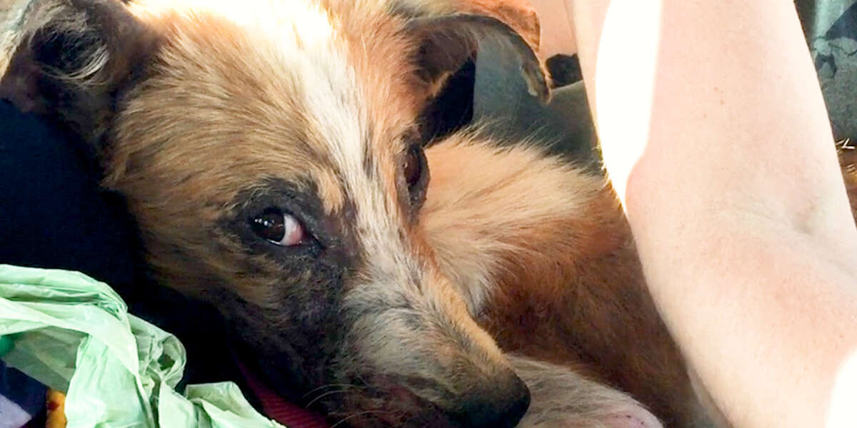 Dog Given Up For Being Old Is A Puppy Again - Videos - The Dodo