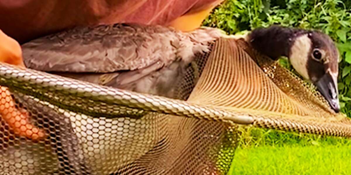 Man Frees Gosling From Fishing Wire And Reunites Him With His Goose ...