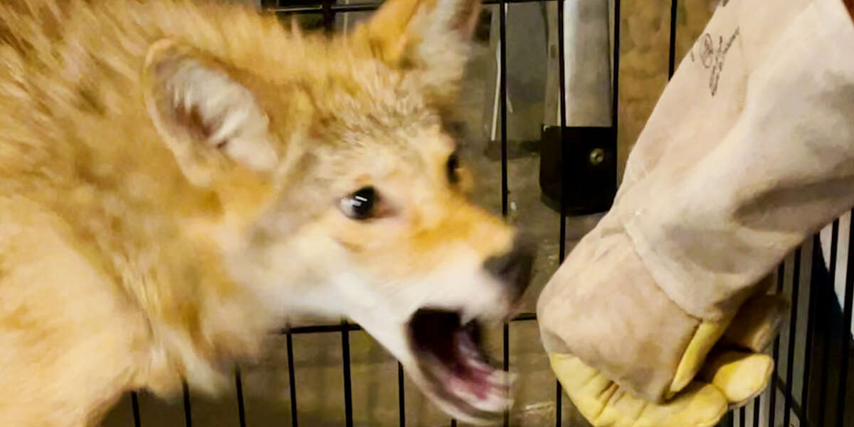 Injured Coyote Is So Sick He Can't Move...But Then He Tries To Bite His ...