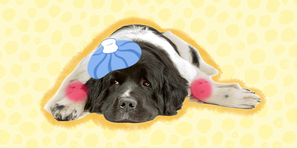 Here Are 11 Common Big Dog Health Problems, According To A Vet ...