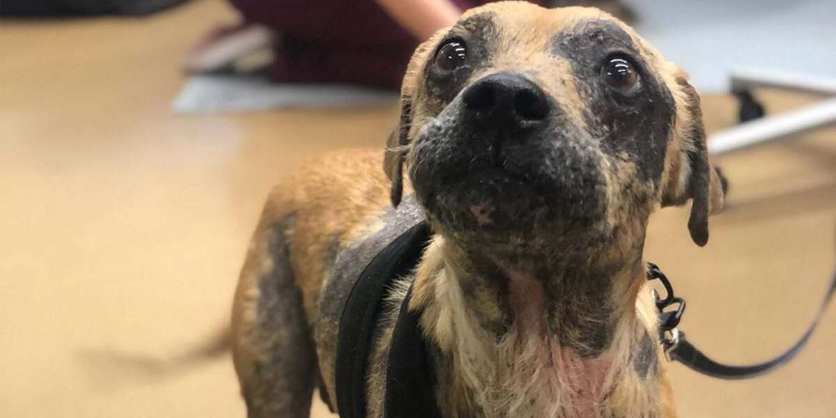 Hairless Dog Found on The Side of The Road Has The Shiniest Coat Now ...