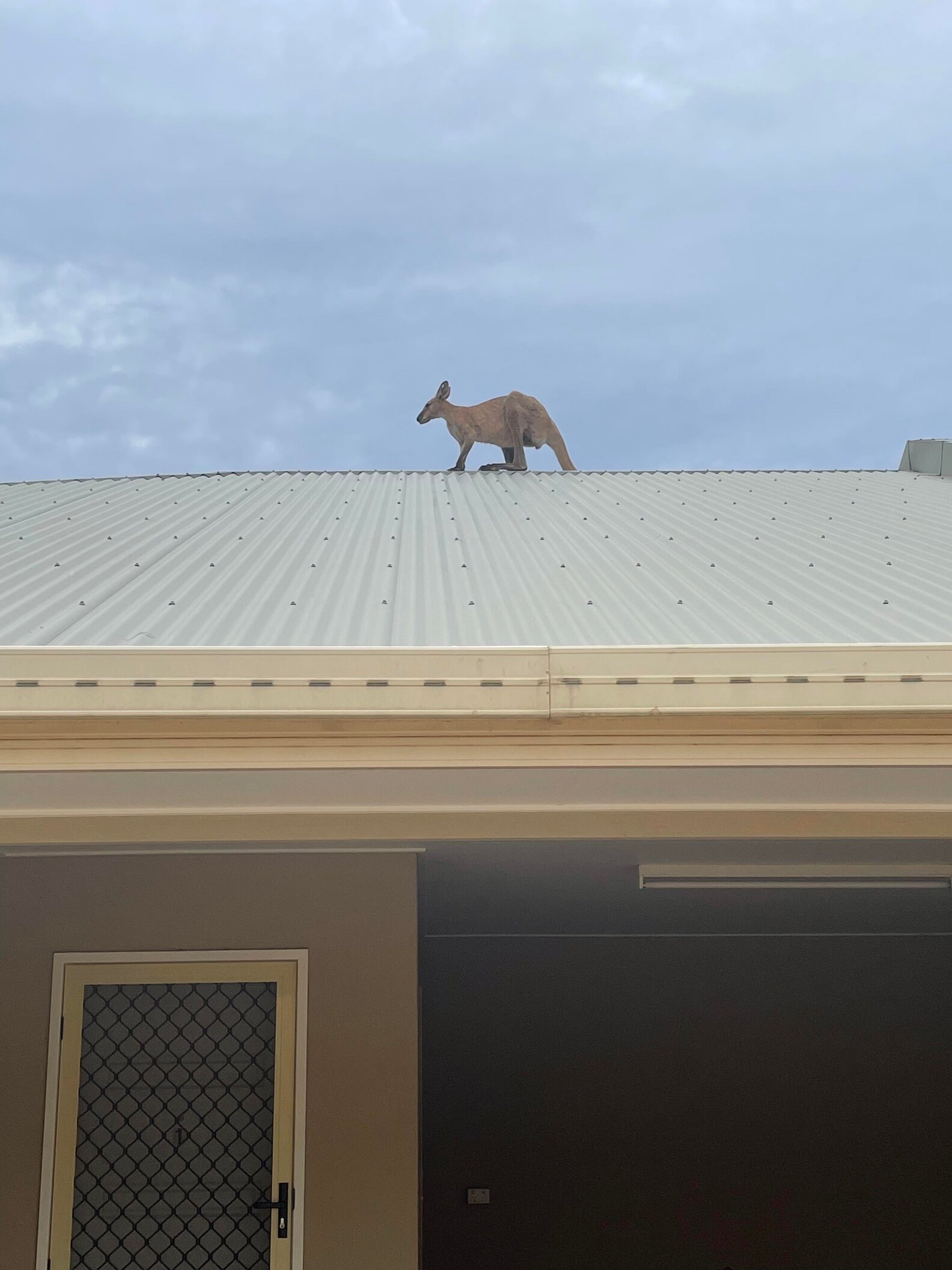 People Spot Kangaroo Hanging Out On Roof - The Dodo