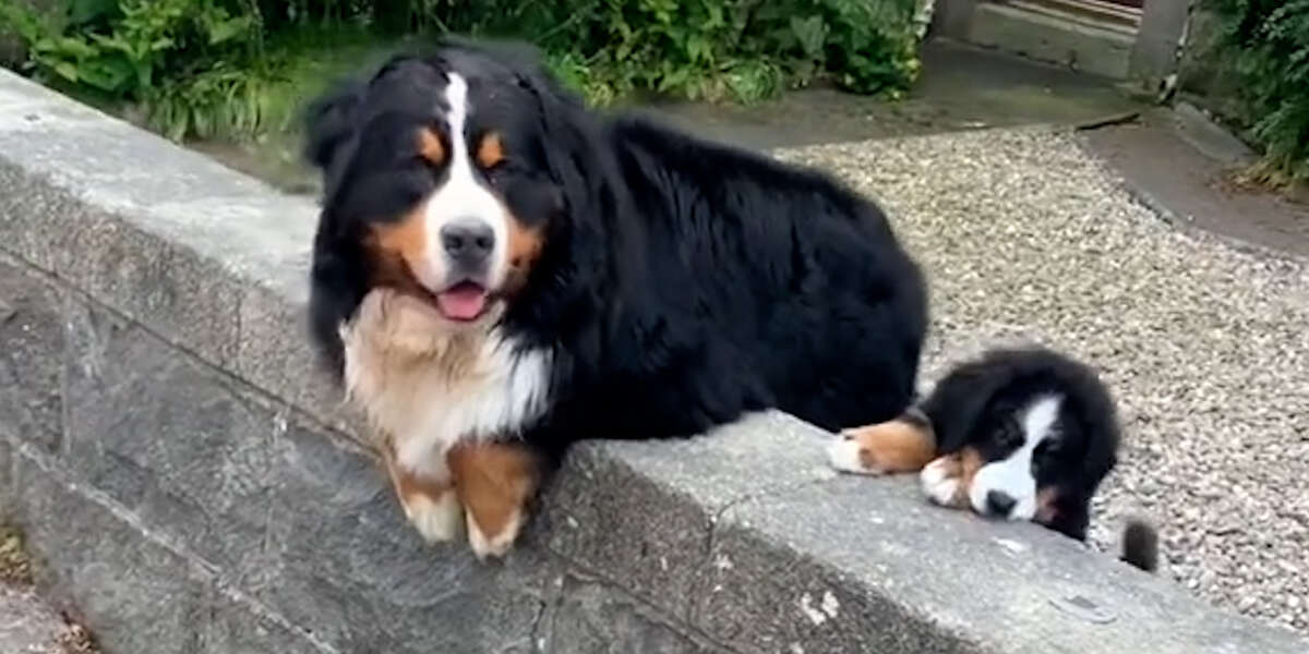 Loyal Family Dog Gets Little Bro Who Looks Just Like Him - Videos - The ...