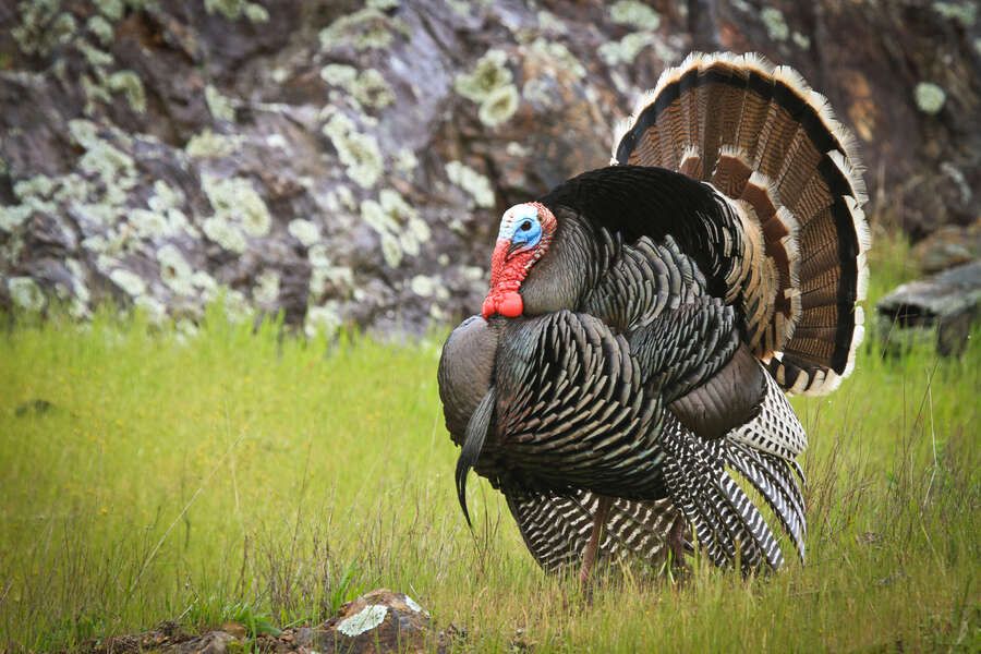 Become a Guardian of a Turkey This Thanksgiving with The Gentle Barn ...