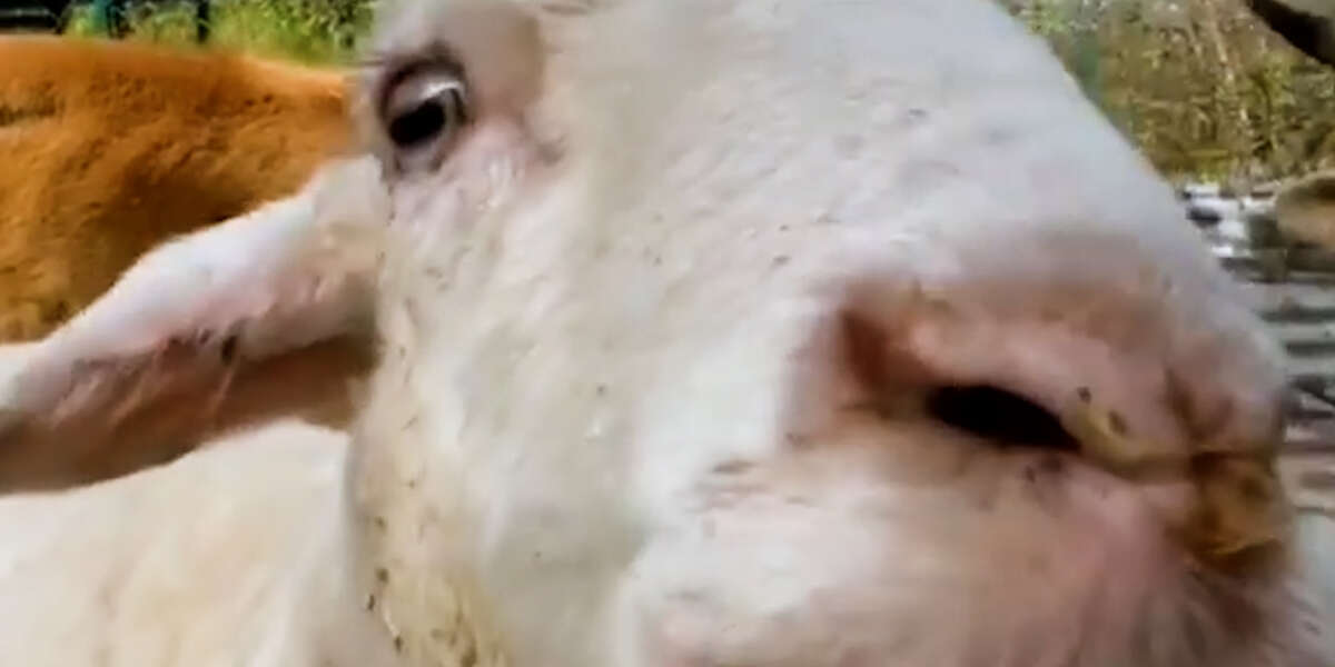 Sheep Loves To Give Playful Head-Butts To Everyone She Meets - Videos ...