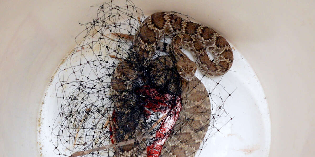 Guy Risks His Life To Save A Tangled Rattlesnake - Videos - The Dodo