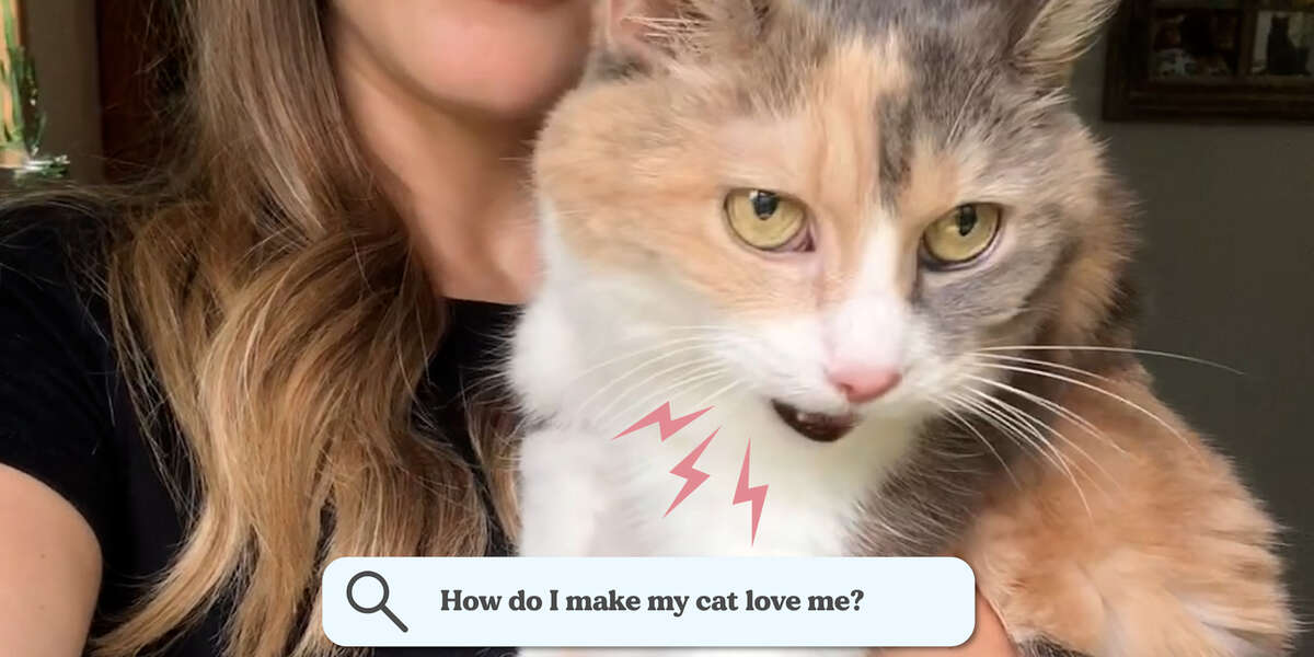 Cat Answers Most Googled Questions About Cats - Videos - The Dodo