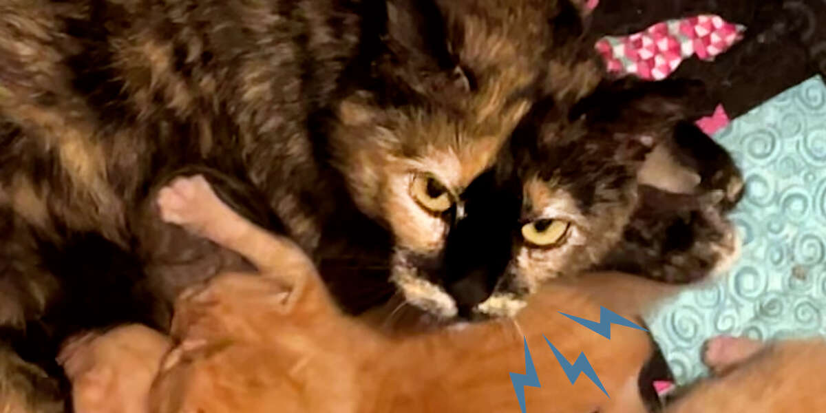 Protective Mama Cat Scared Of Humans Falls In Love With Her Foster Mom ...
