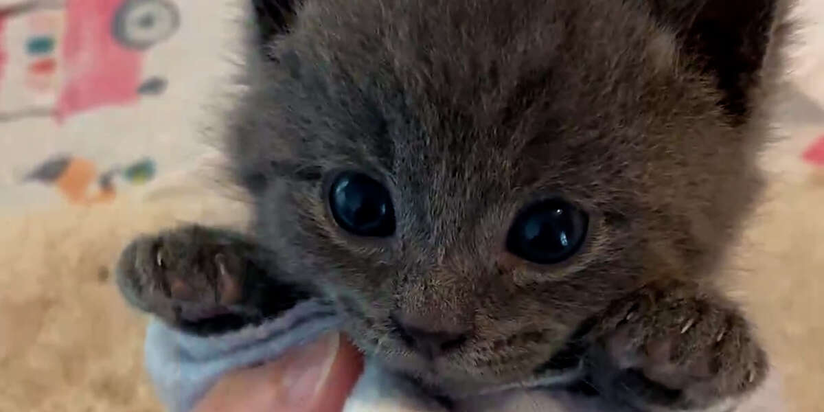 Picky Kitten Refuses to Give Up His Bottle - Videos - The Dodo