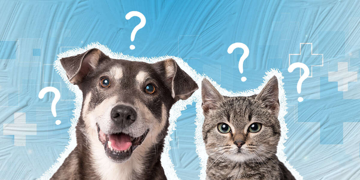 How Does Pet Insurance Work? - DodoWell - The Dodo