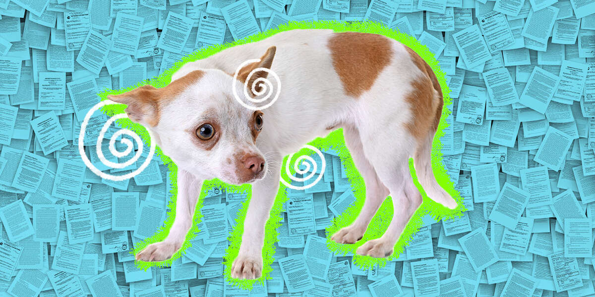 What Does Pet Insurance Cover? - DodoWell - The Dodo