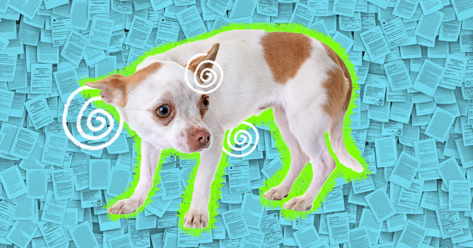 What Does Pet Insurance Cover? - DodoWell - The Dodo