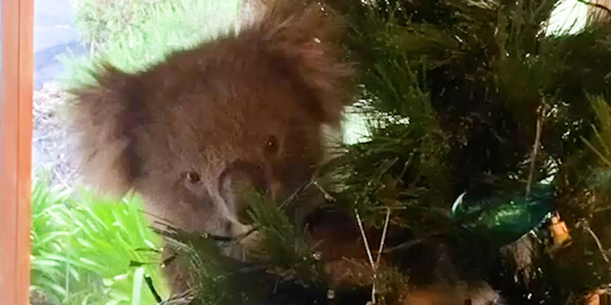 Koala Shows Up On Family's Christmas Tree - Videos - The Dodo