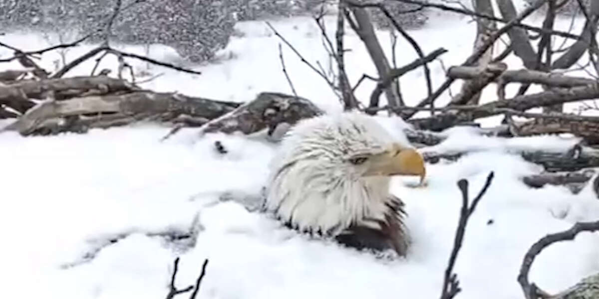 Mother Eagle Sits On Her Eggs During Huge Storm To Keep Them Safe ...