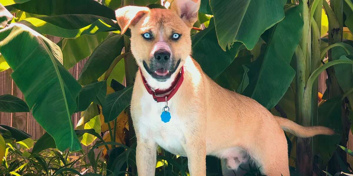 Woman Writes Hilariously Honest Adoption Post For Her Wild Foster Dog ...