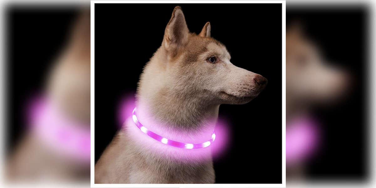 7 Best Light-Up Dog Collars On Amazon - DodoWell - The Dodo