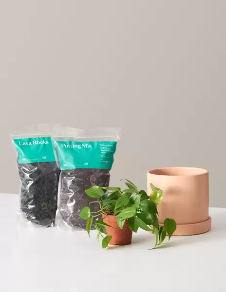 Gifts For Plant Parents | POPSUGAR Home
