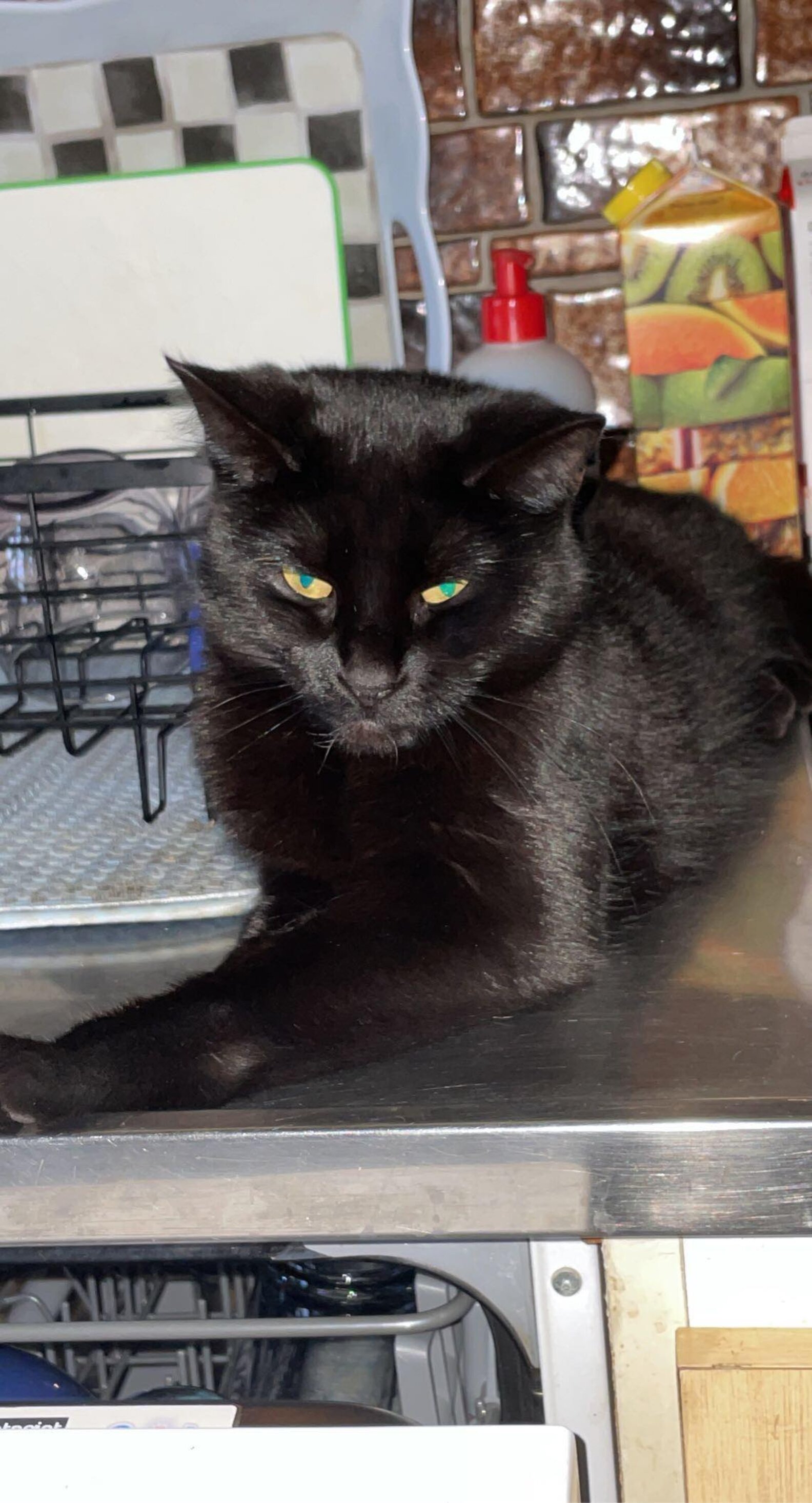 Cat Comes Running Whenever She Hears The Dishwasher Finish - The Dodo